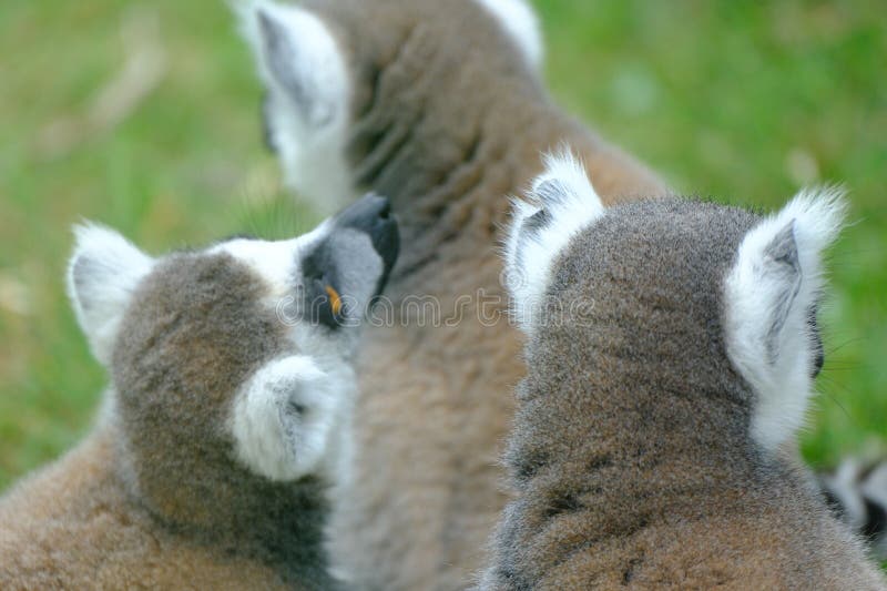 Ring-tailed lemur family stock photo. Image of rodent - 279359700