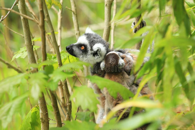 Ring-tailed lemur stock photo. Image of tailed, primate - 40554272