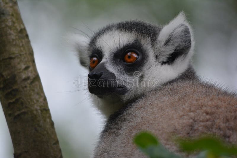 Ring Tailed Lemur in Forest Stock Photo - Image of rodent, chimpanzee ...