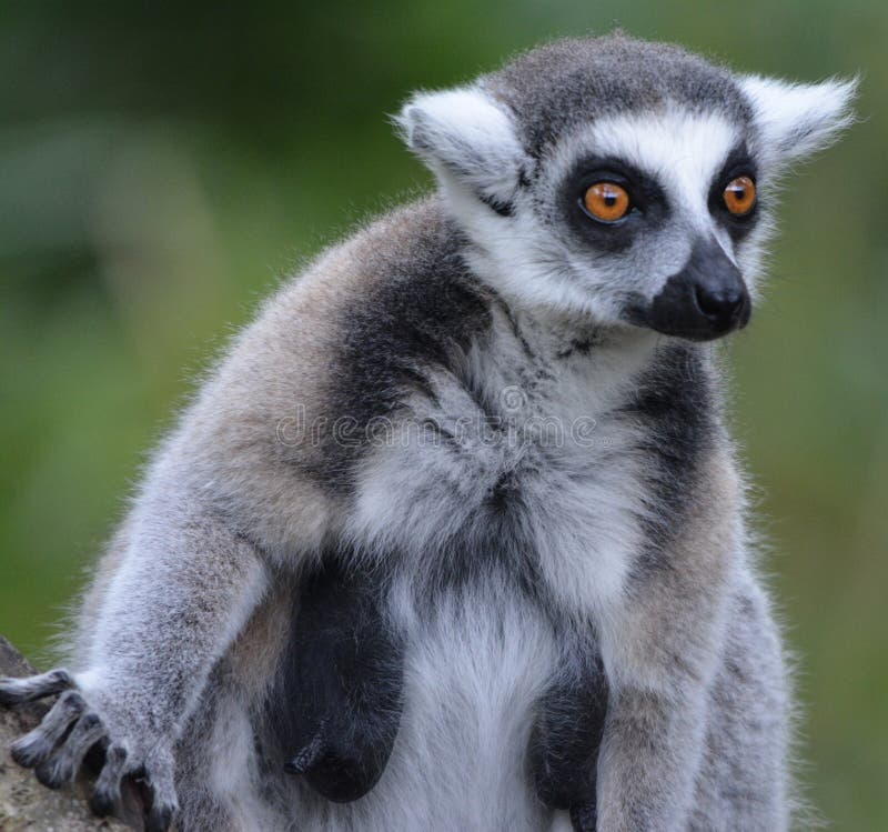 Ring Tailed Lemur in Forest Stock Image - Image of rodent, whiskers ...
