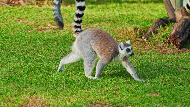 Ring Tailed Lemur on the Green Grass. Animal with Protruding Muzzle and ...