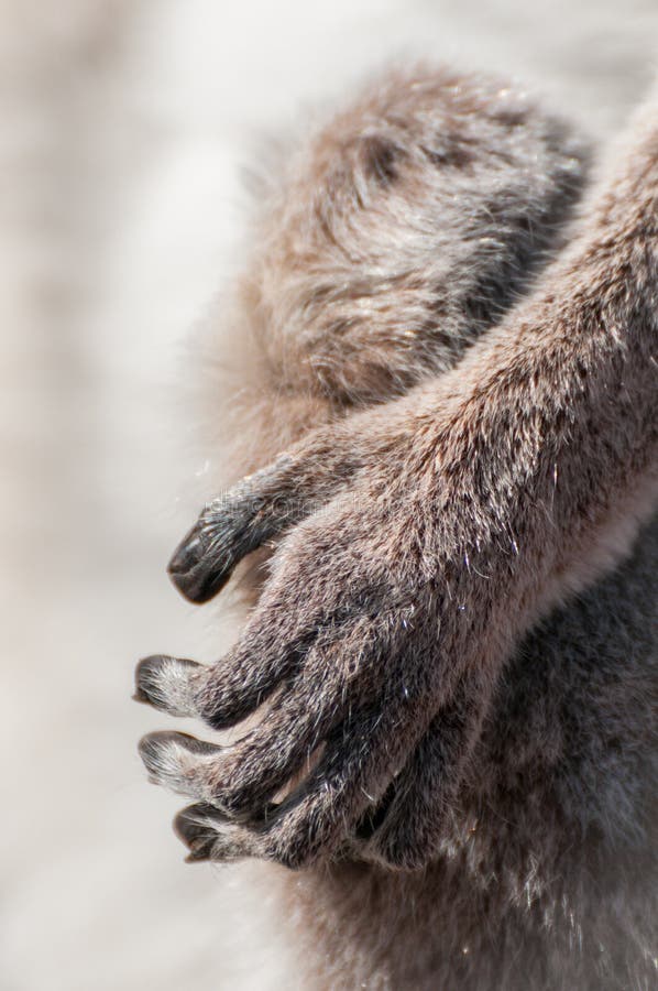 Ring-tailed Lemur Hand Closeup Stock Photo - Image of primate, black ...