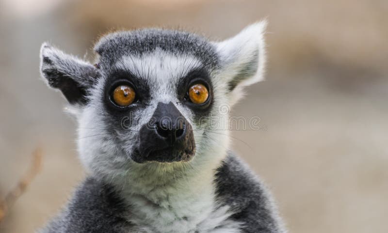 Ring Tailed Lemur Head Portrait Stock Image - Image of fluffy, head ...