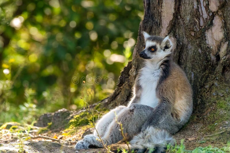 Ring-tailed Lemur Leaning Against a Tree Stock Photo - Image of ...