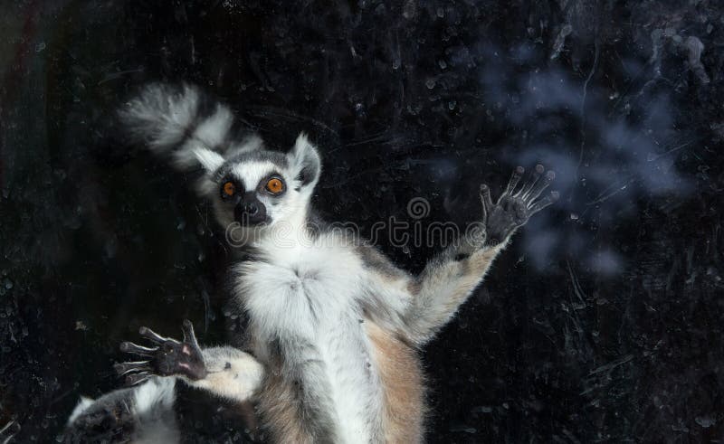 Ring taled lemur monkey stock photo. Image of tailed - 13866410