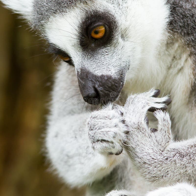 Ring-tailed Lemur (Lemur Catta) Cleaning it S Claw Stock Photo - Image ...