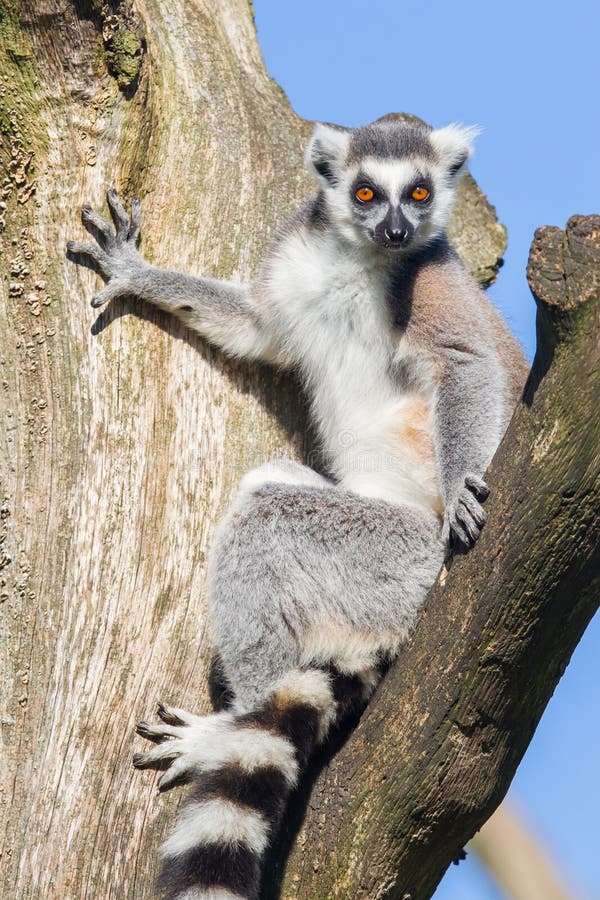 Lemur Climbing A Tree (Lemur Catta) Stock Photo - Image of african ...