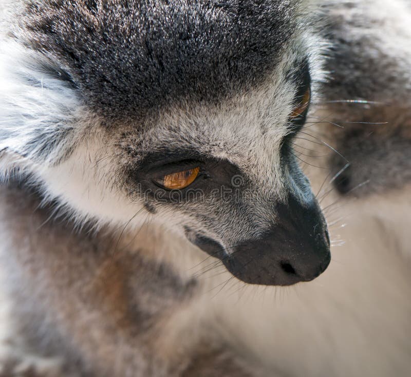 Ring-tailed Lemur (Lemur Catta) Stock Photo - Image of head, lemur ...