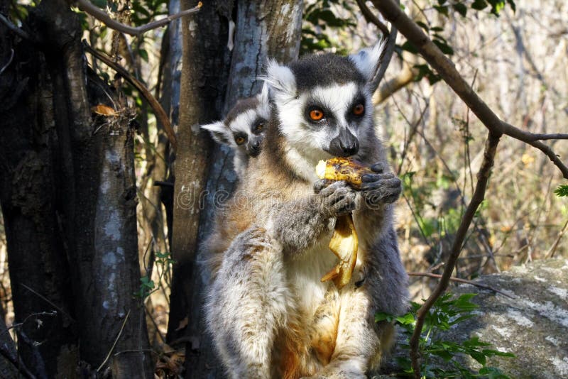 Ring-tailed Lemur (lemur Catta) and Cute Cup, Madagascar Stock Image ...