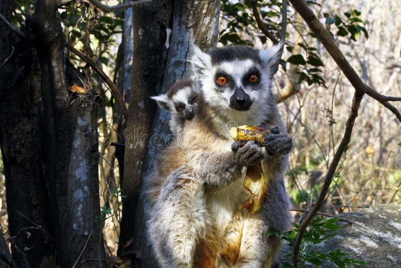 Ring-tailed Lemur (lemur Catta) and Cute Cup, Madagascar Stock Photo ...
