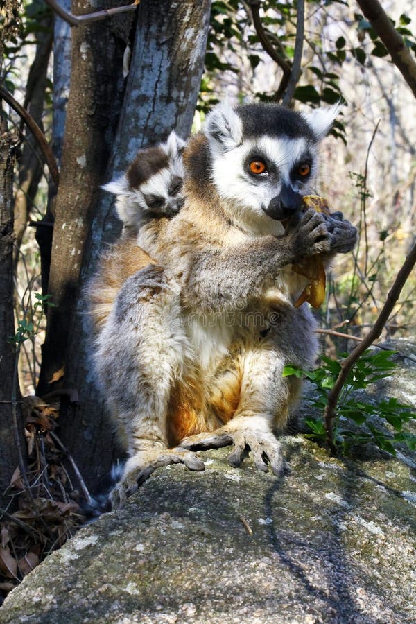 Ring-tailed Lemur (lemur Catta) and Cute Cup, Madagascar Stock Photo ...