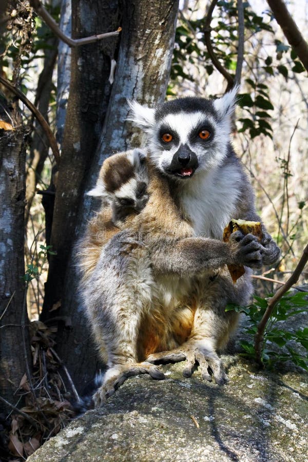 Ring-tailed Lemur (lemur Catta) and Cute Cup, Madagascar Stock Image ...