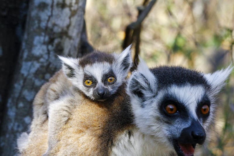 Ring-tailed Lemur (lemur Catta) and Cute Cup, Madagascar Stock Photo ...