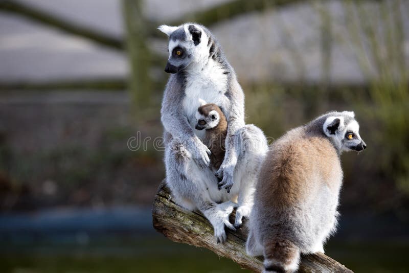 Ring-tailed Lemur, Lemur Catta, Female with Young Stock Image - Image ...