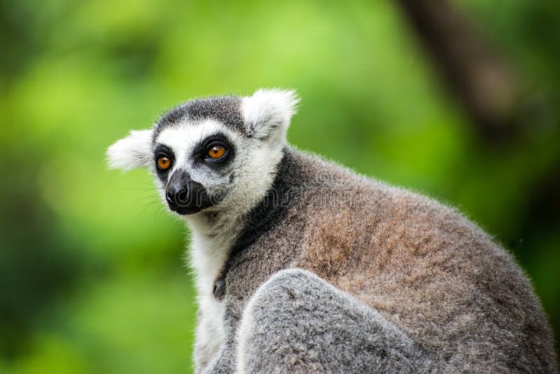 Ring-tailed Lemur (lemur Catta) Stock Photo - Image of catta, park ...
