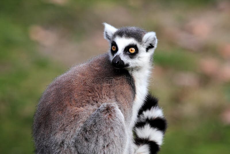Ring-tailed Lemur (Lemur Catta) Stock Image - Image of ringtailed ...
