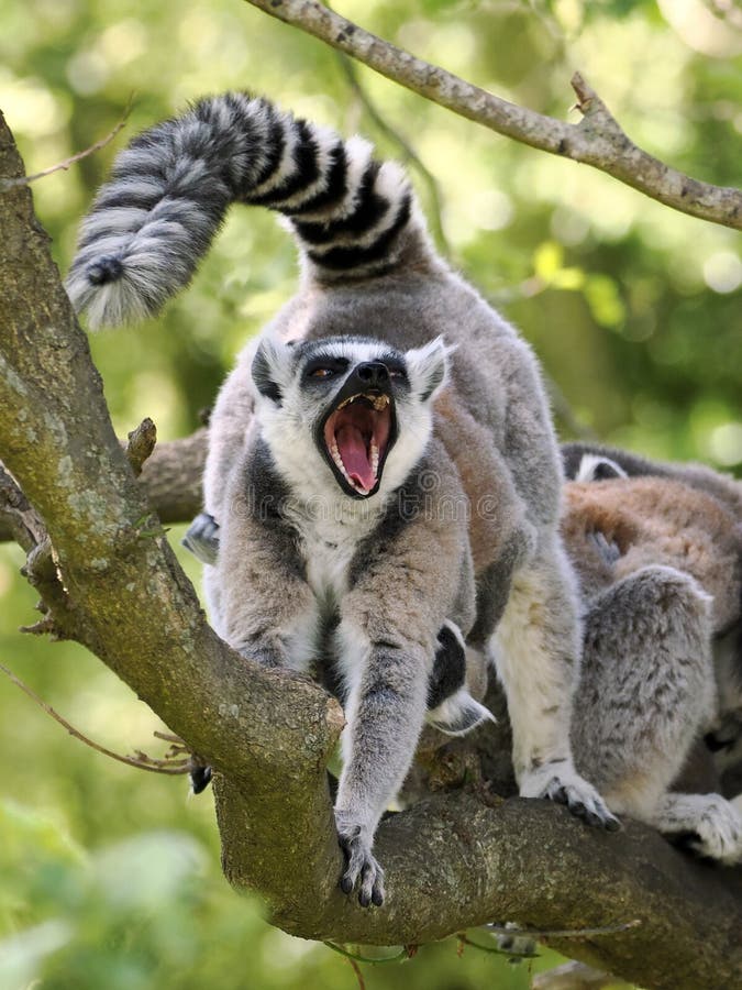 Ring-tailed Lemur in Tree Branch Stock Image - Image of madagascar ...