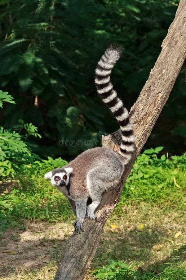 Ring-tailed Lemur jumping stock photo. Image of catta - 23299882