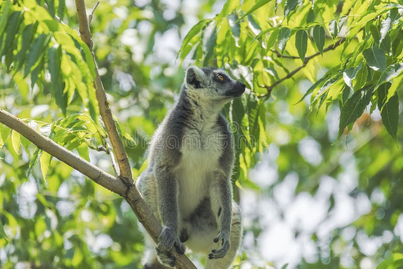 Ring - tailed lemur stock photo. Image of active, spring - 85807900