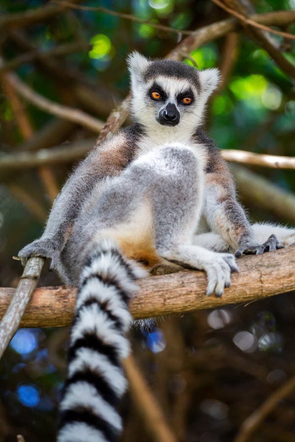 Ring-tailed Lemur Lemur Catta, Anja Reserve, Madagascar Stock Image ...