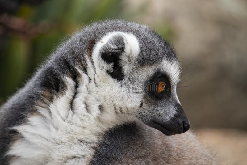 Ring-tailed Lemur Looking To His Side Stock Image - Image of lemures ...