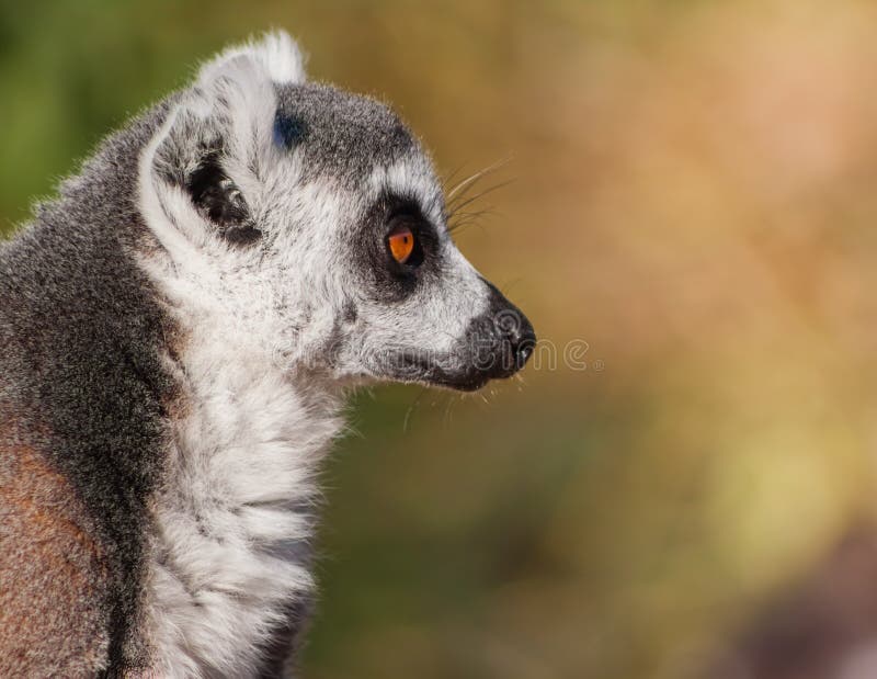 Ring tailed lemur monkey stock image. Image of monkey - 29324573