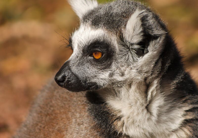 Ring tailed lemur monkey stock photo. Image of madagascar - 29326166