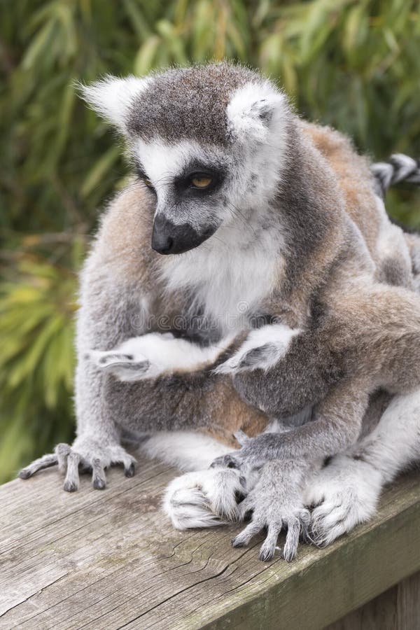 Monkey Ring-tailed Lemur stock image. Image of nice, lovely - 1546651