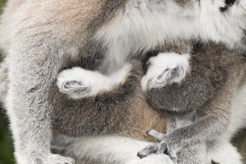 Ring-tailed lemur monkey. stock photo. Image of closeup - 73317336
