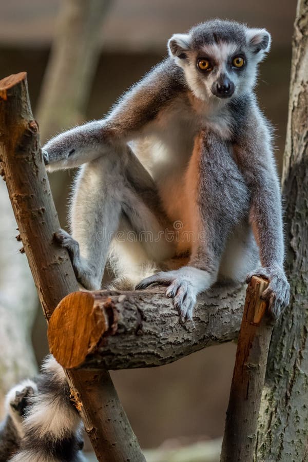 Monkey Ring-tailed Lemur stock image. Image of primates - 1702273