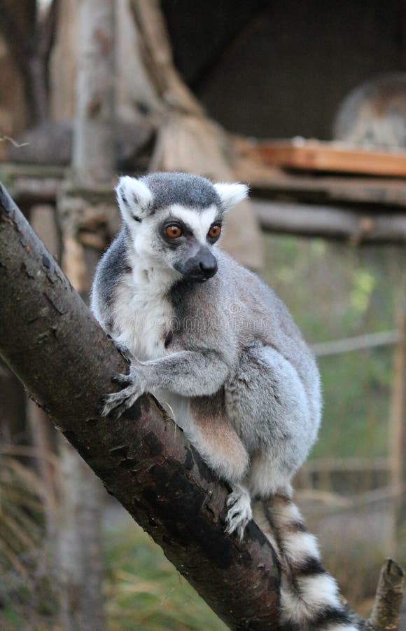 Ring-tailed Lemur Monkey with Orange Eyes in a Zoo Stock Photo - Image ...