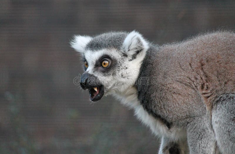 Ring-tailed Lemur Monkey with Orange Eyes in a Zoo Stock Image - Image ...