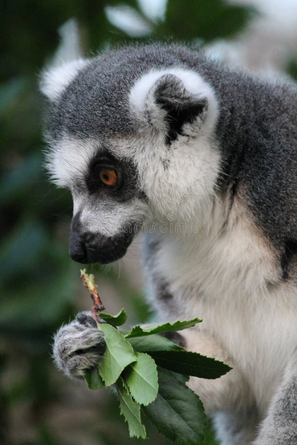 Ring-tailed Lemur Monkey with Orange Eyes in a Zoo Stock Image - Image ...