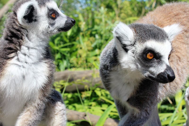 Lemur Monkeys Portrait - Yellow Eyed Monkey Stock Image - Image of ...