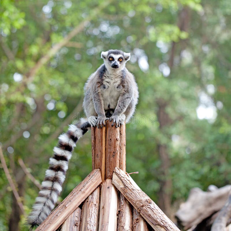 Ring-tailed Lemur on the Pillar Stock Photo - Image of beauty, animal ...
