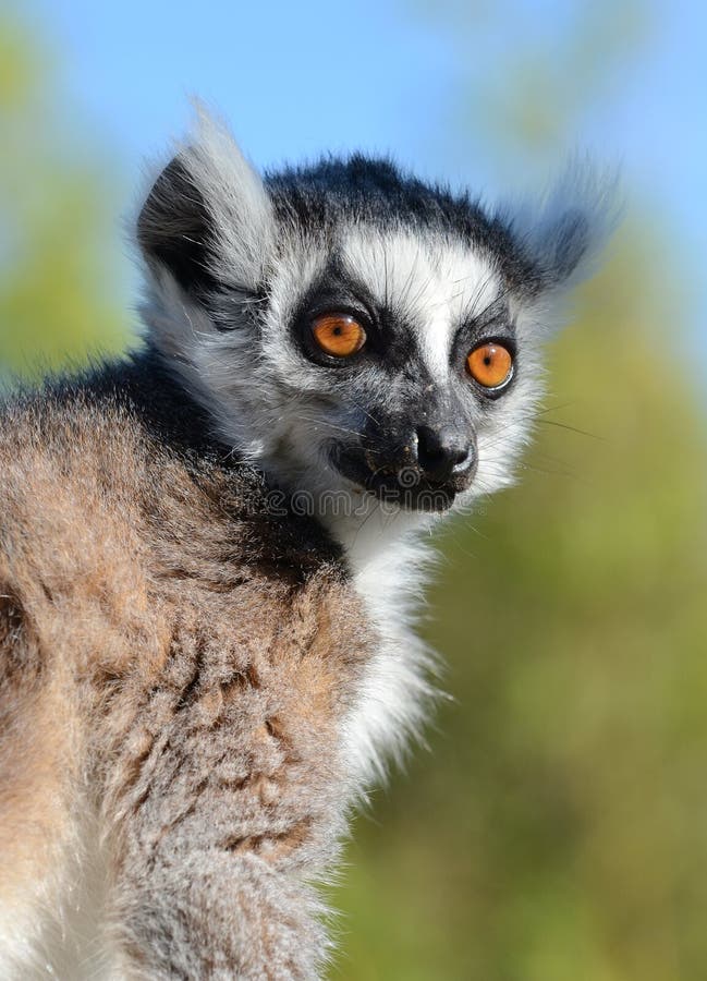 Ring-tailed Lemur Portrait stock image. Image of ears - 21616235