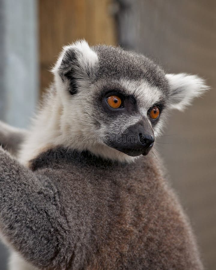 Watching Dog stock image. Image of fast, behavior, brown - 28607903