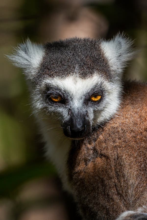 Angry Ring-Tailed Lemur stock photo. Image of head, beauty - 64091240