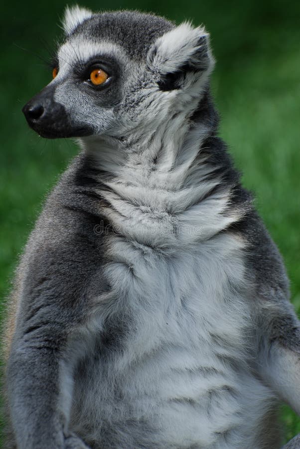 Lemur looking stock photo. Image of nature, primate, creature - 99779446
