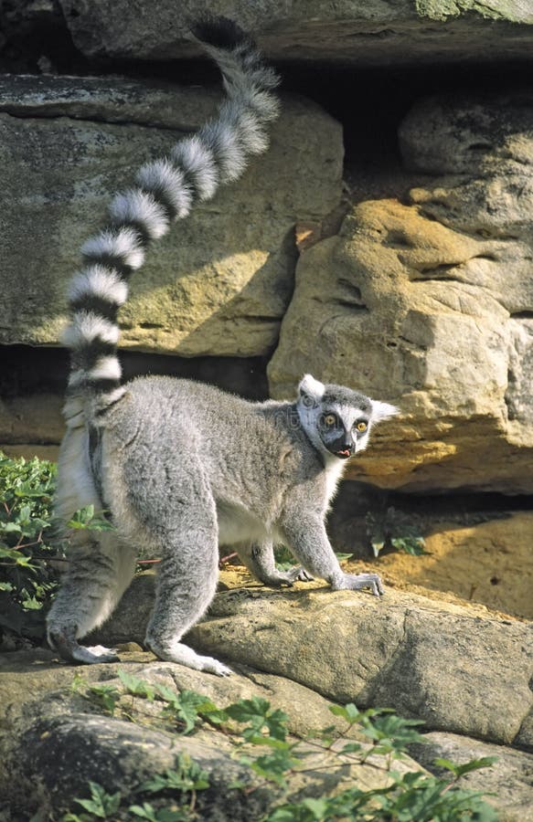 Ring-tailed Lemur Raising Tail, Tongue Out Stock Image - Image of ...