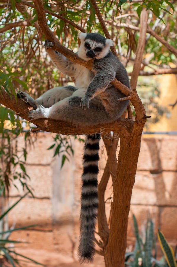 Ring-tailed Lemur Reclining on a Tree Branch with a Relaxed Expression ...