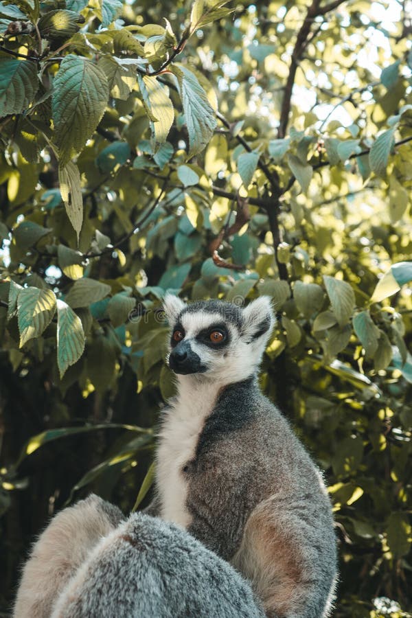 Ring-tailed Lemur Relaxing Inside the Zoo Stock Image - Image of cute ...