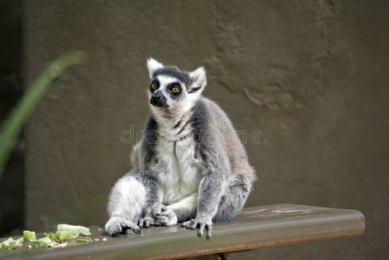 Ring tailed lemur stock photo. Image of animal, nature - 132198538