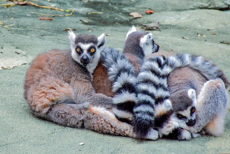 Ring Tailed Lemur stock photo. Image of outdoors, endangered - 338875966