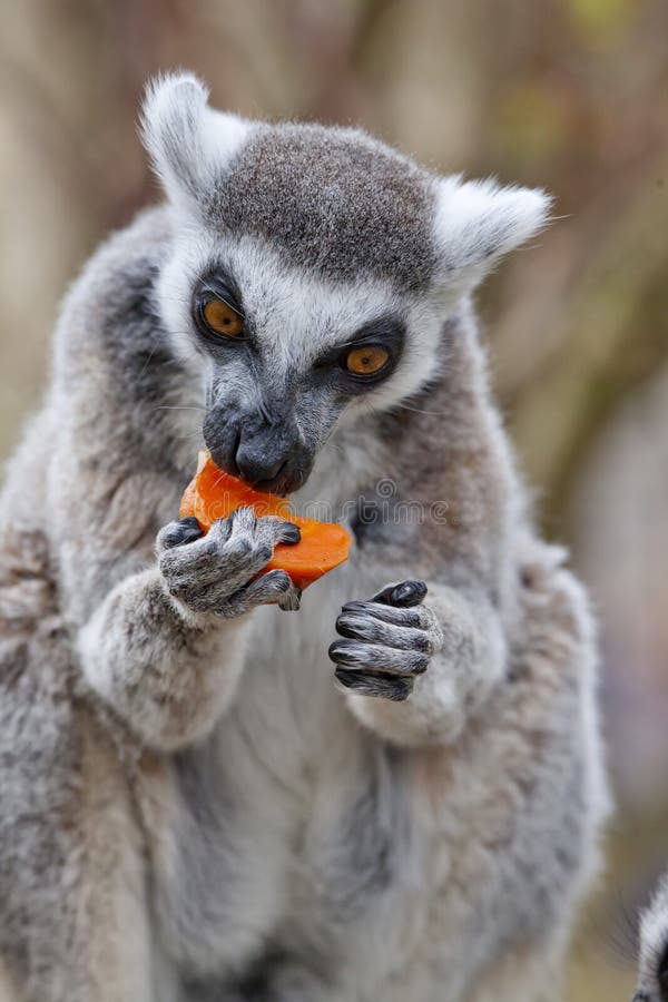 Ring Tailed Lemur stock image. Image of ring, omnivore - 71278867