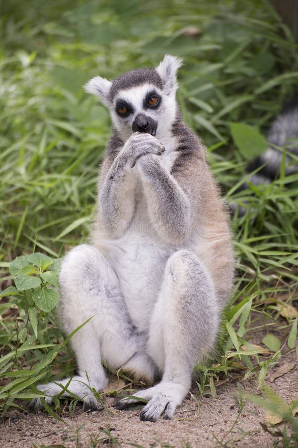 Ring-tailed lemur sitting stock photo. Image of african - 71504602