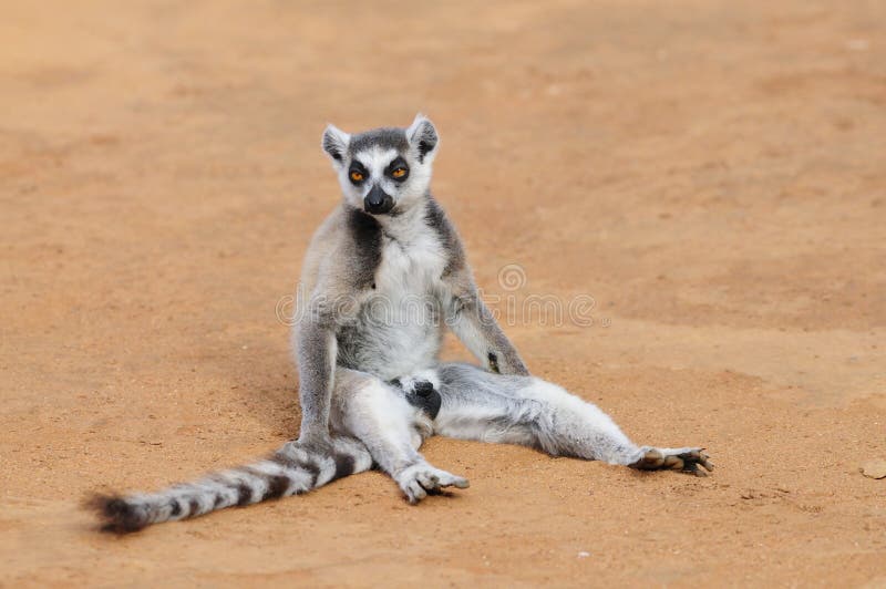 Ring-Tailed Lemur Sitting On The Ground Stock Photo - Image: 22417880