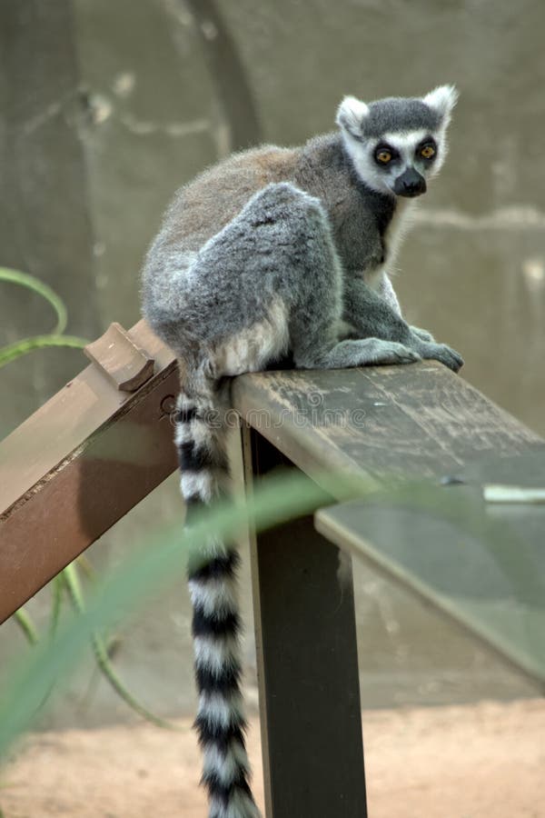 The Ring Tailed Lemur is Sitting on a Plank Stock Photo - Image of ...