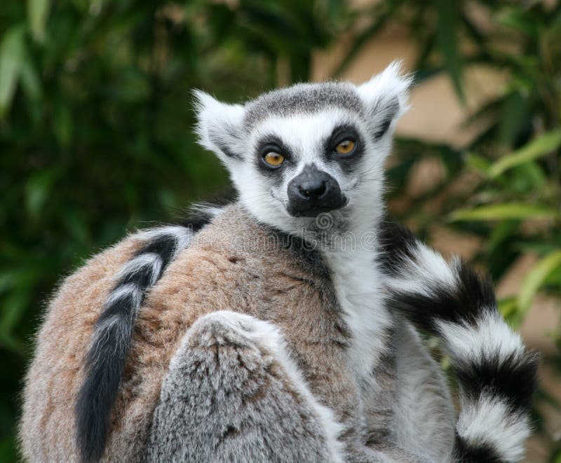 Fat Tailed Dwarf Lemur stock image. Image of medius, look - 7995273