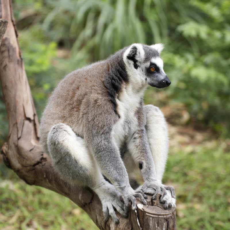 Ring-tailed lemur stock image. Image of portrait, african - 43357775
